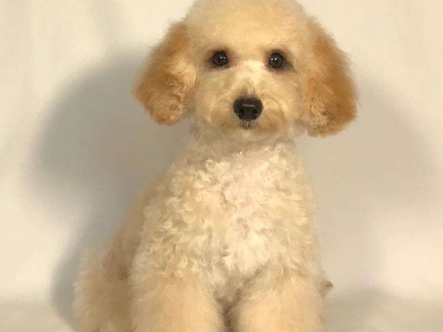 Мальтипу щенки