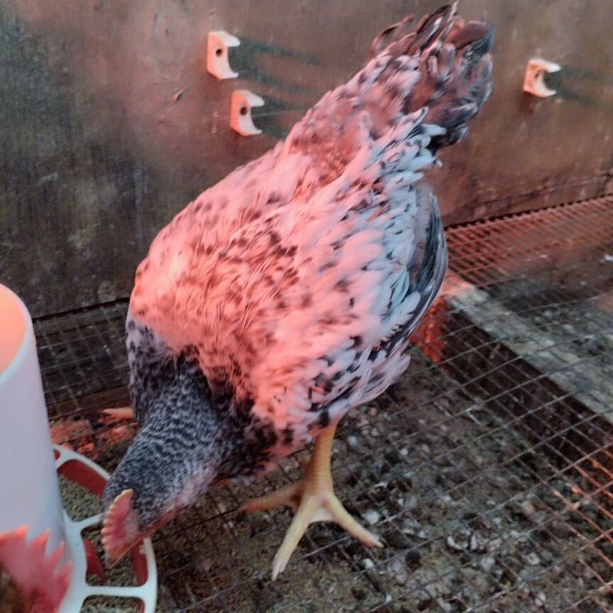 Петушки Мастер грей, рэдбро