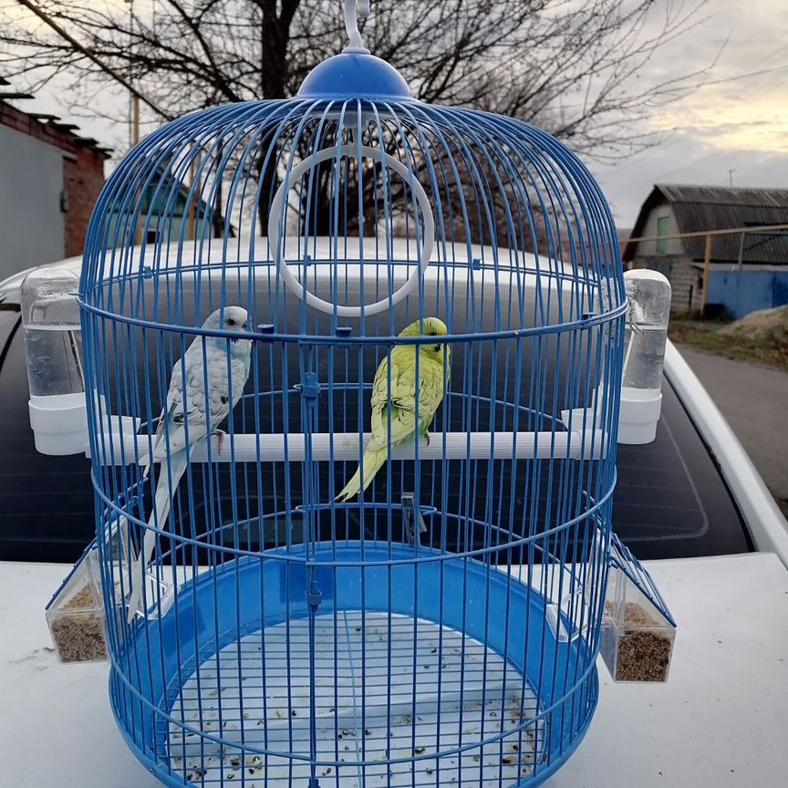 Волнистый попугай