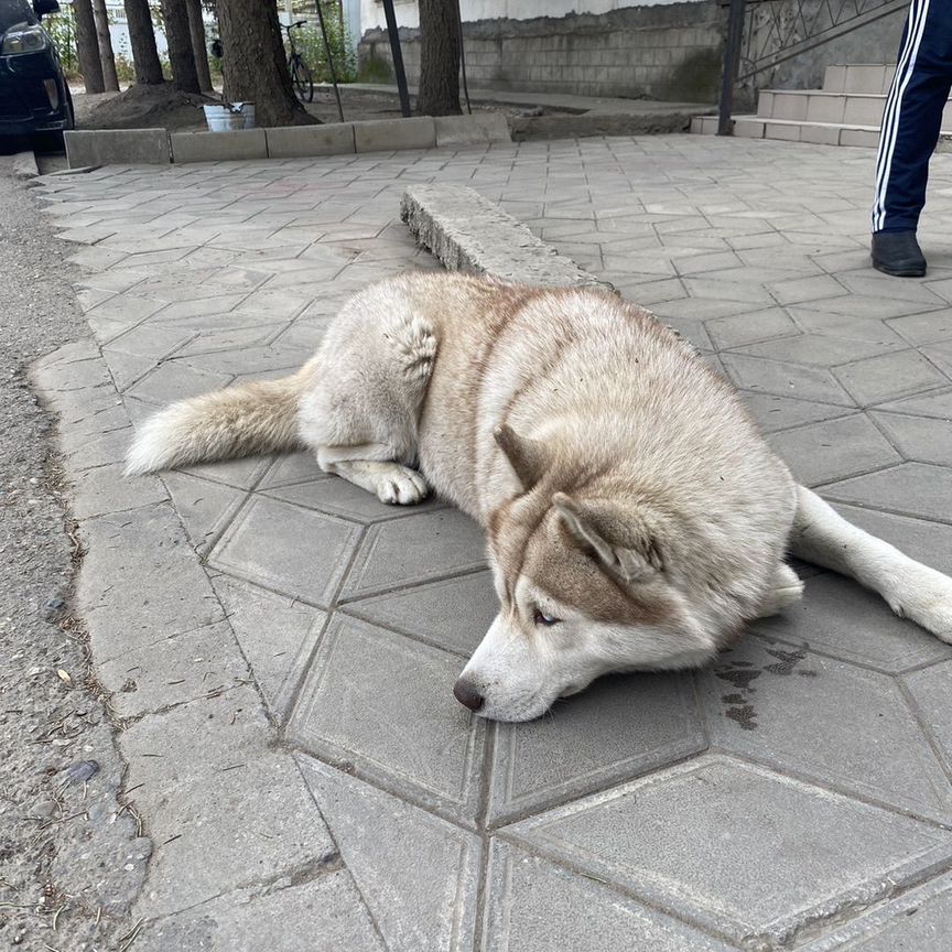 Хаскипотеряшка