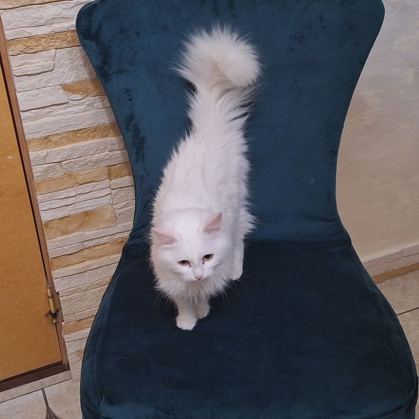 Кошки