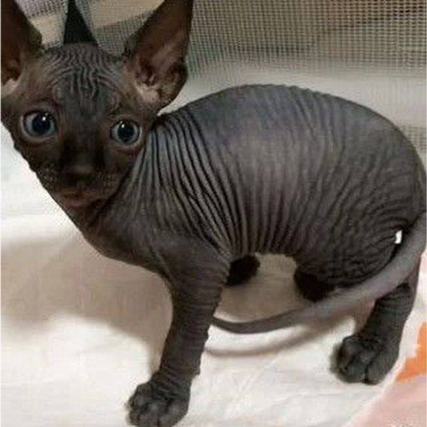 Канадский сфинкс котёнок