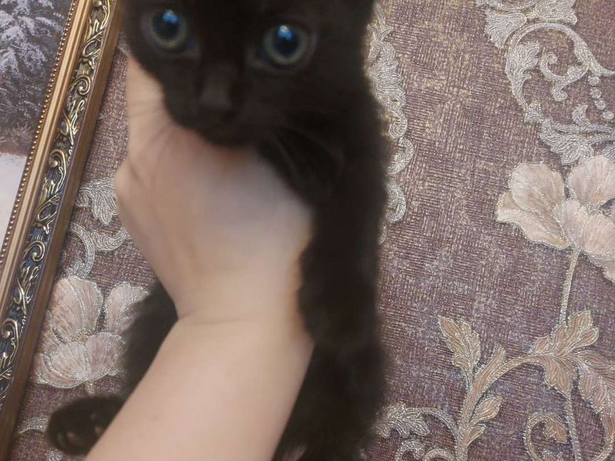 Лечебный кот