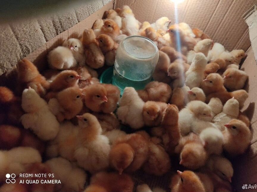Цыплята суточные, индоутята