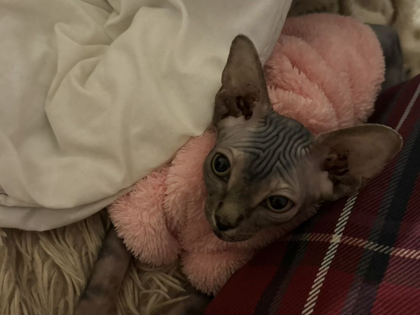 Канадский сфинкс котенок