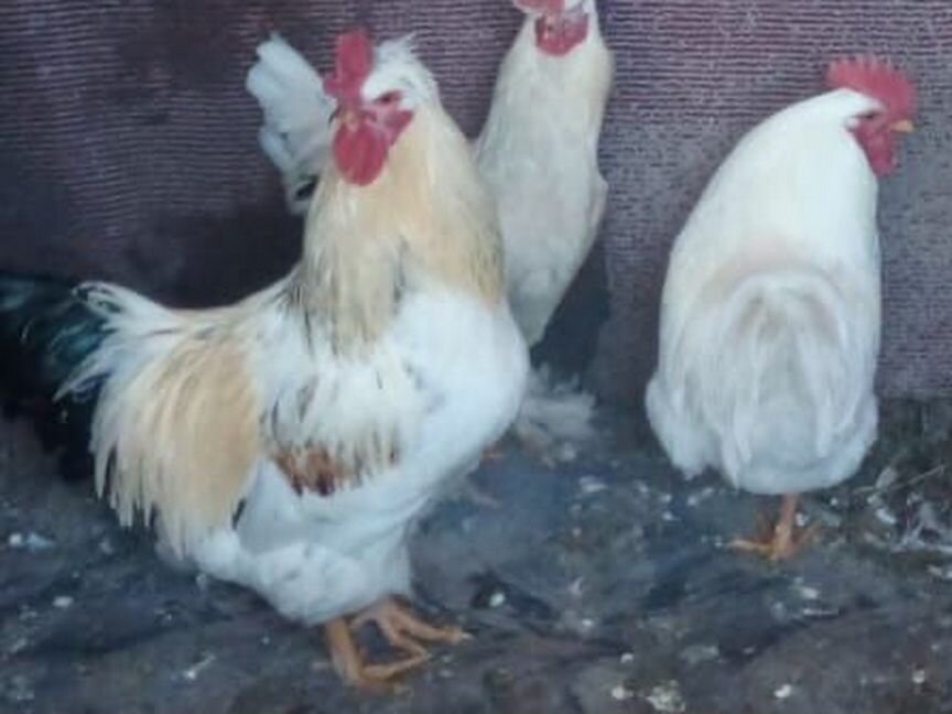 Молодые петухи