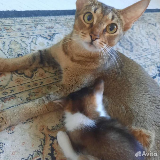 Котенок от абиссинской кошки