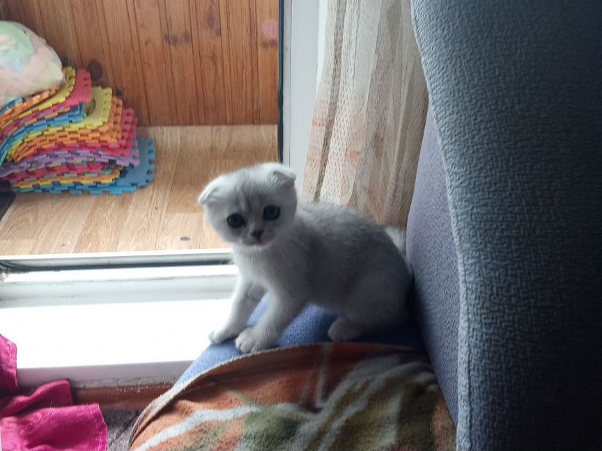 Котик вислоухий серый