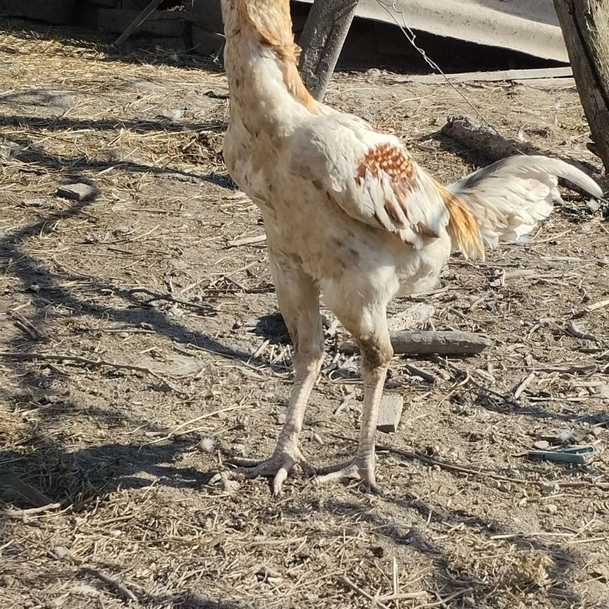 Бойцовые петухи