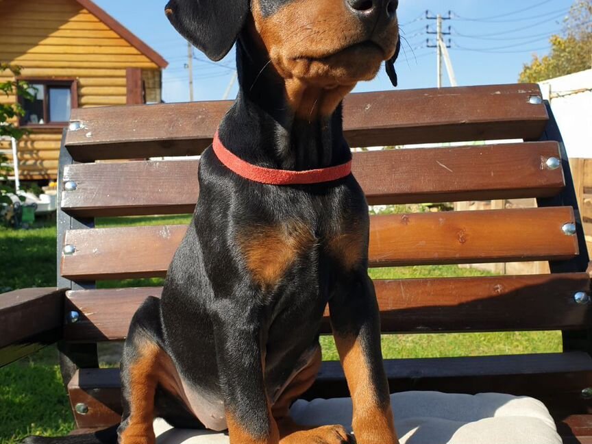 Немецкий пинчер щенки