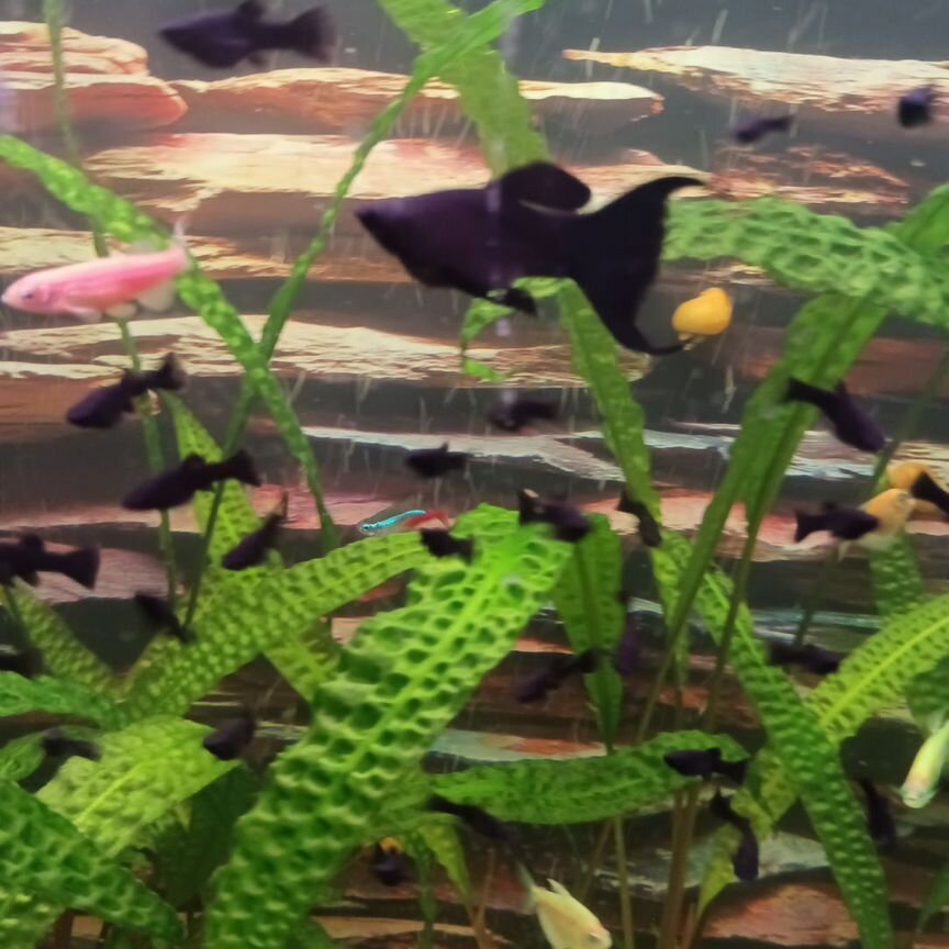 Маллинезия чёрная