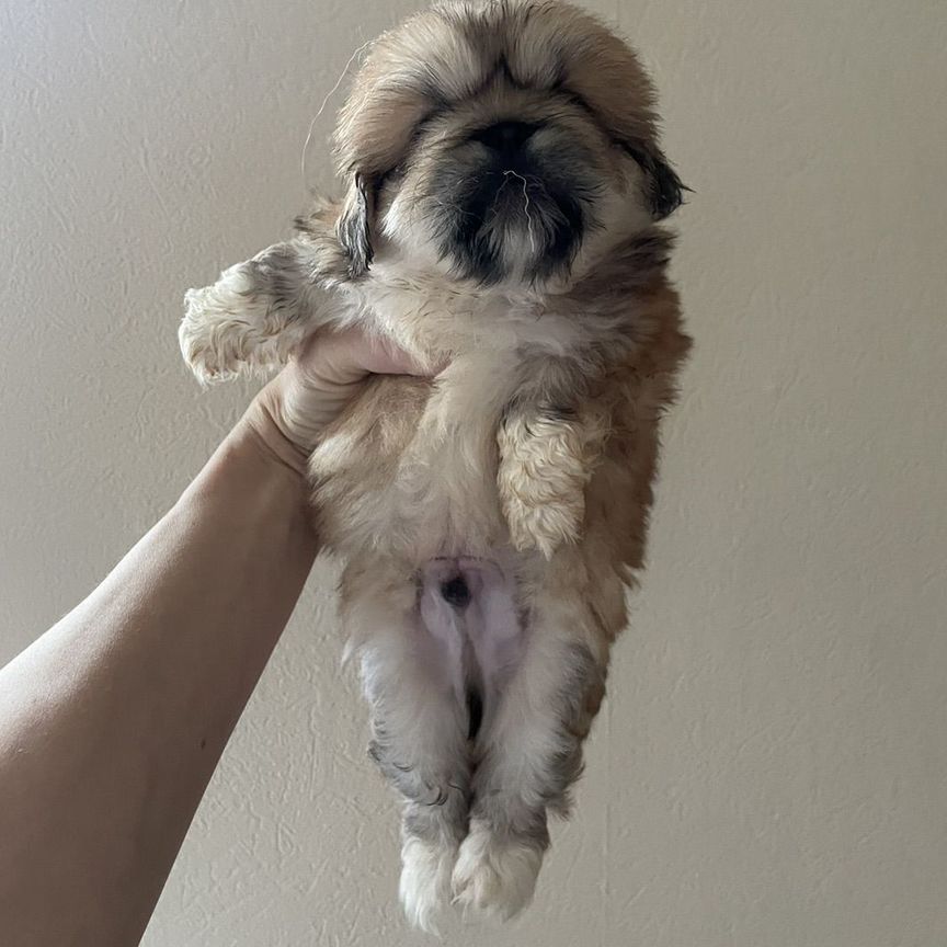 Пекинес, щенок