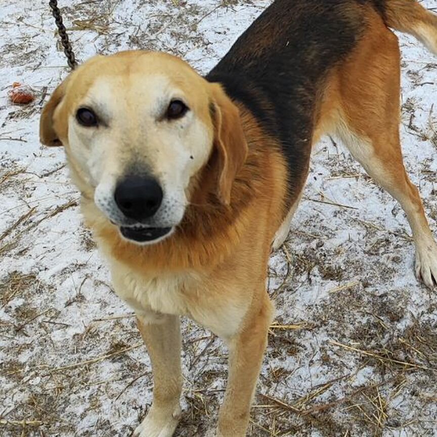 Русская гончая