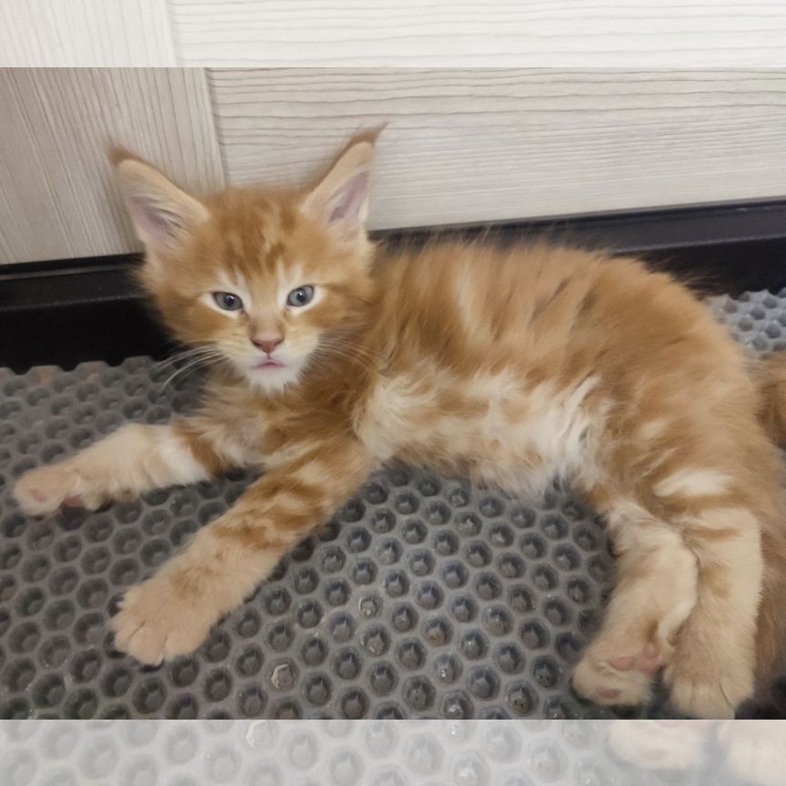Мейн-кун котёнок