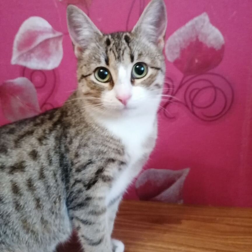 Кошечка в добрые руки