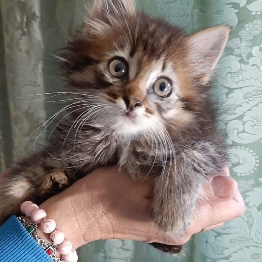 Сибирский котенок