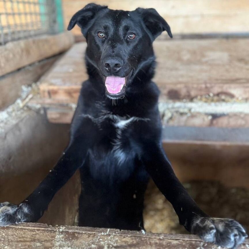 Собака в добрые руки