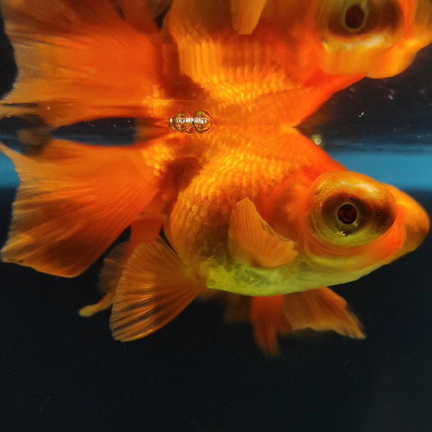 Отдам золотых рыбок