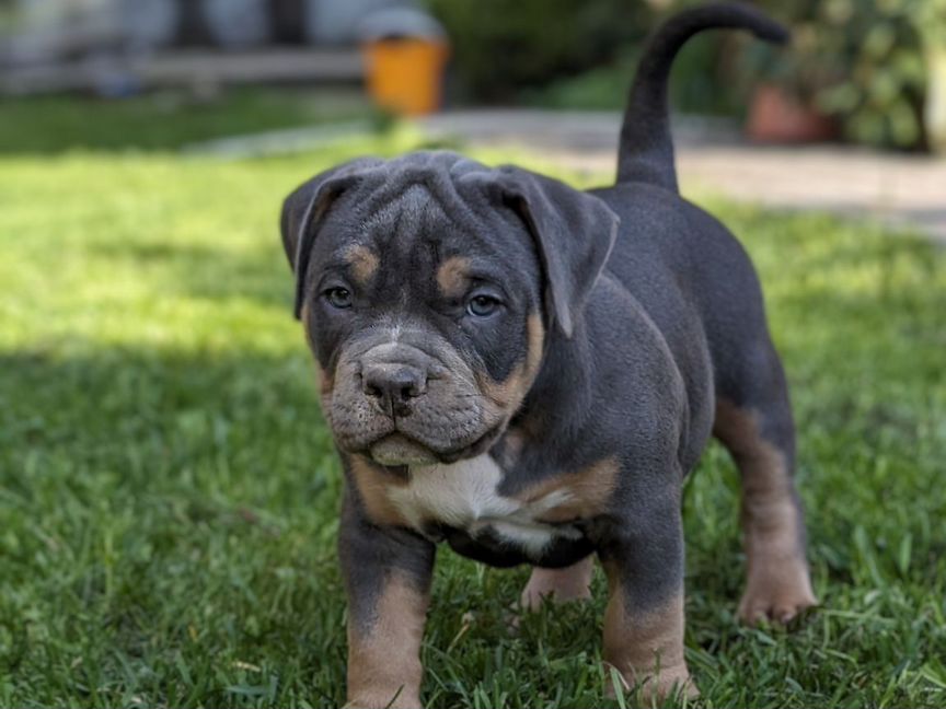 Американский булли, классик от Чемпионов