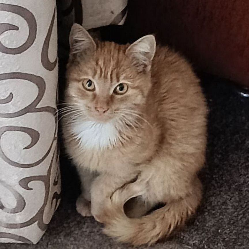 Взрослая кошка в добрые руки