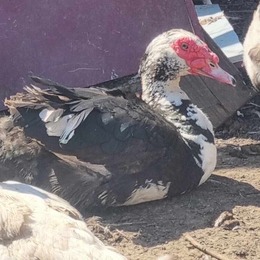 Мускусные утки