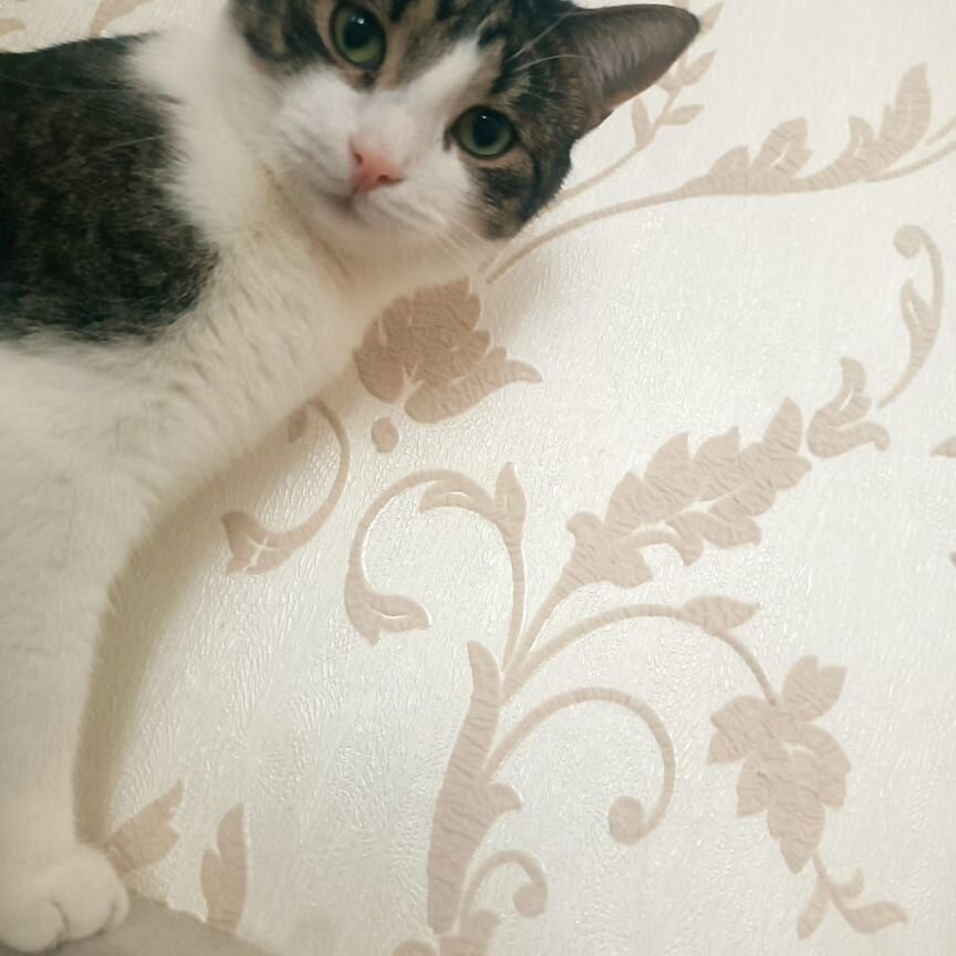 Санёк / котёнок / кот симпатичной наружности