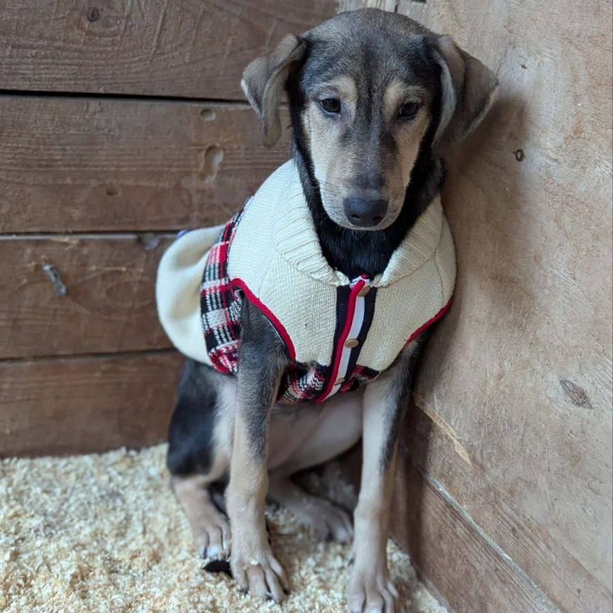 Щенок в добрые руки