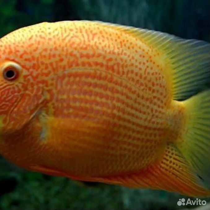 Северумы красноточечные, Черные ножи