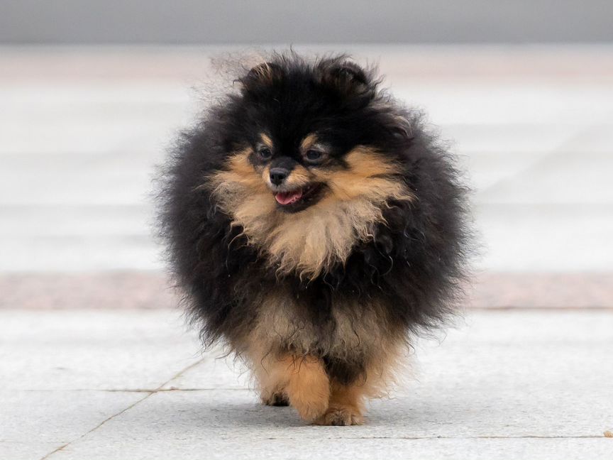 Померанский шпиц мини