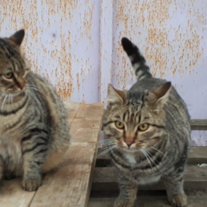 Кошки в ассортименте