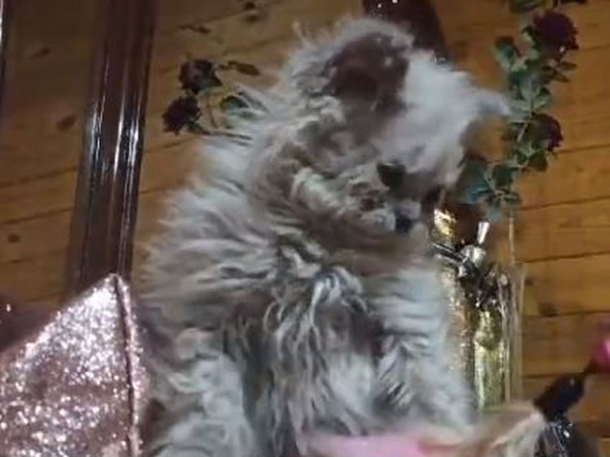 Кудрявый мальчик, 2 мес