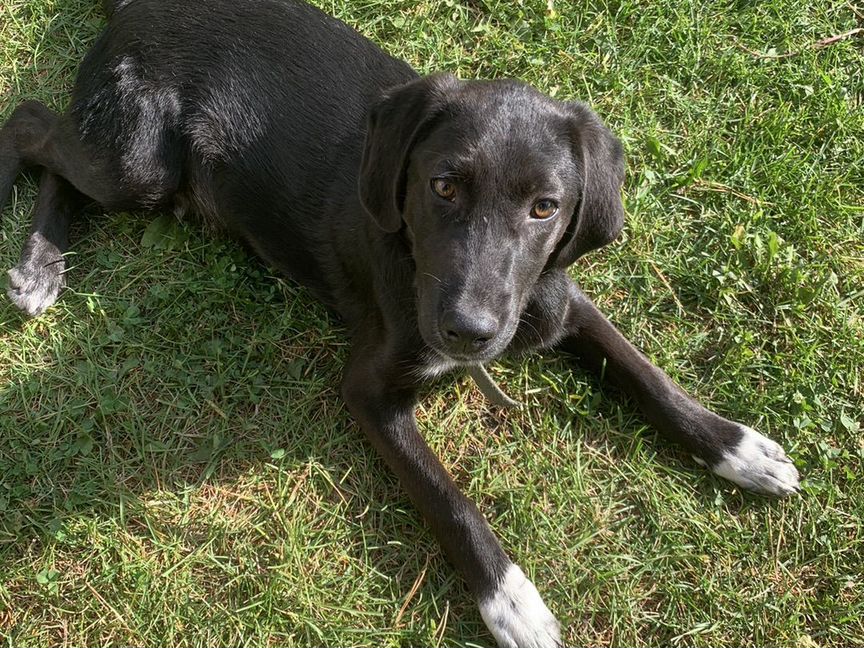 Щенок в добрые руки