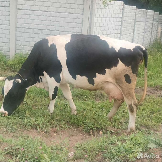 Корова дойная