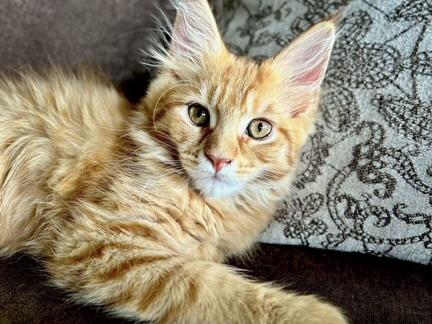 Котенок мейн-кун