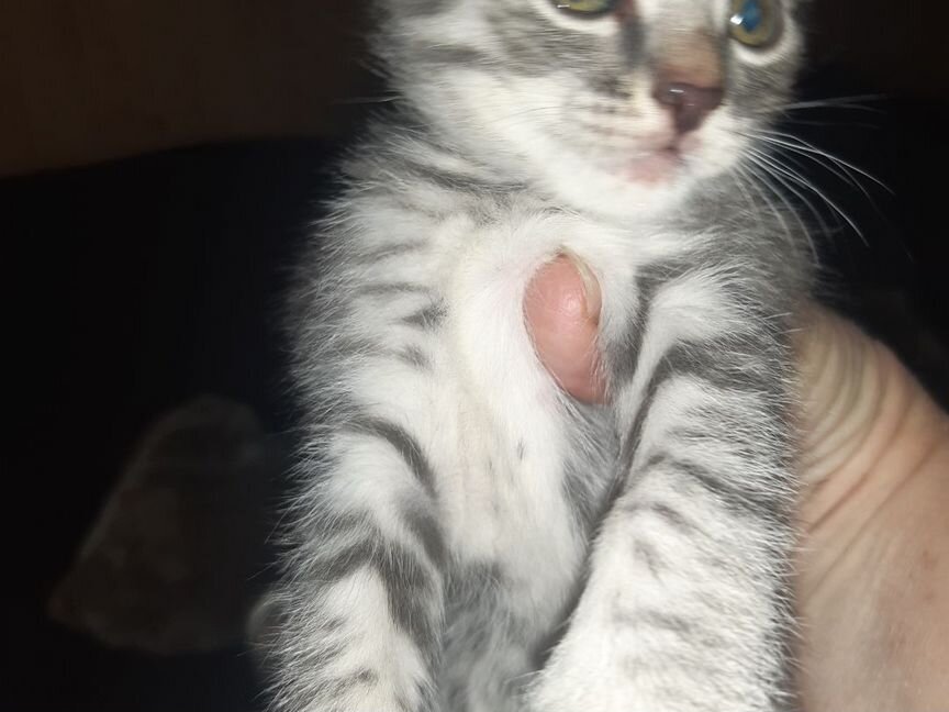 Отдам котенка