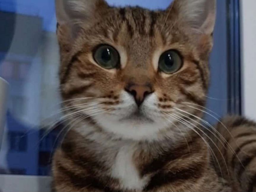 Кошка