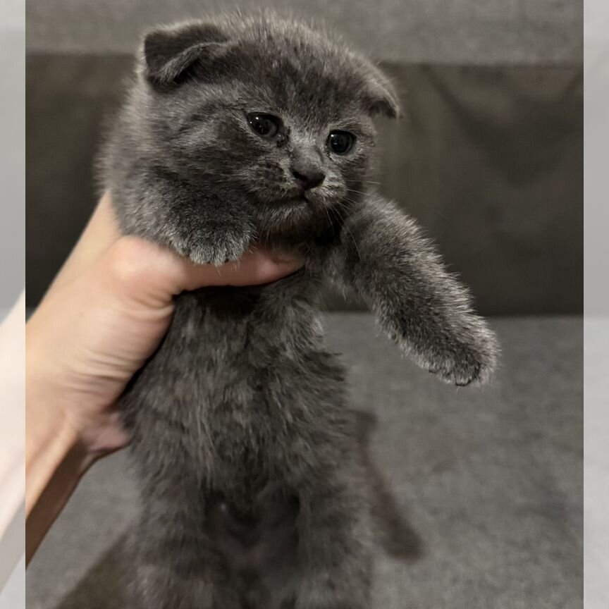 Британский короткошёрстный котёнок