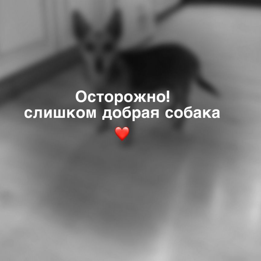 Собака в добрые руки