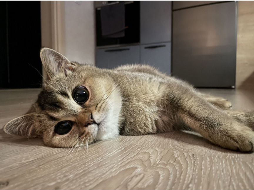 Британская золотая шиншилла