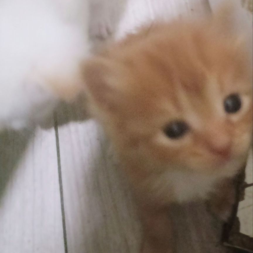 Комочки ищут семью