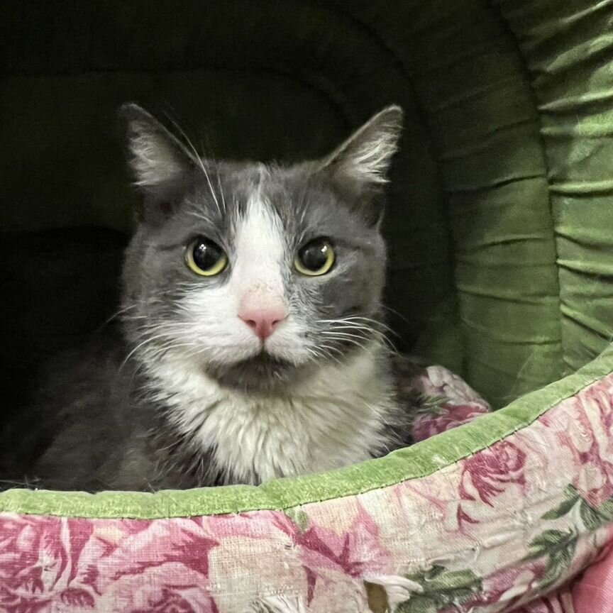 Котик в добрые руки