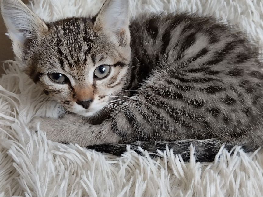 Котенок в добрые руки. Игривая и ласковая девочка