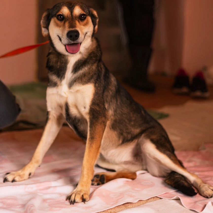 Небольшая собачка Ириска в хорошую семью