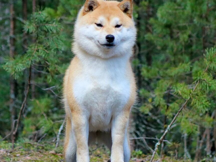 Взрослая сиба для выставок и разведения