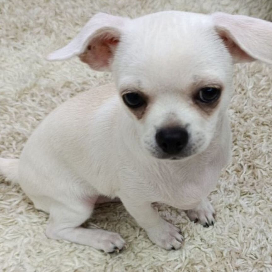 Чихуахуа, щенок