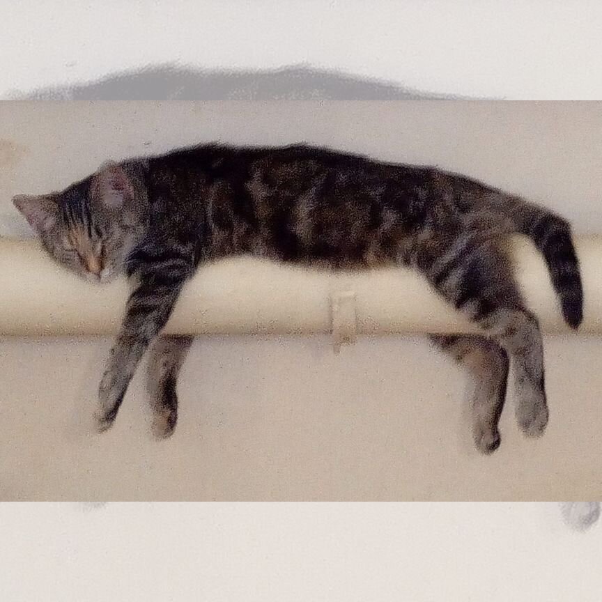 Котенок 8 месяцев на производстве