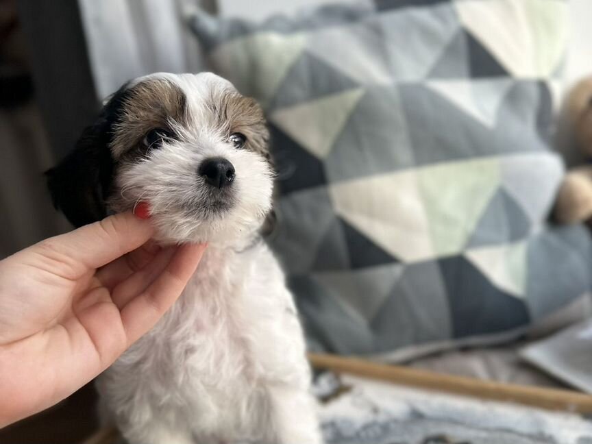 Мальчик мальтипу мини