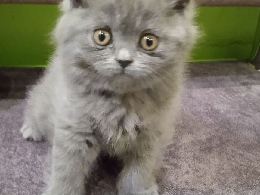 Кошки породистые