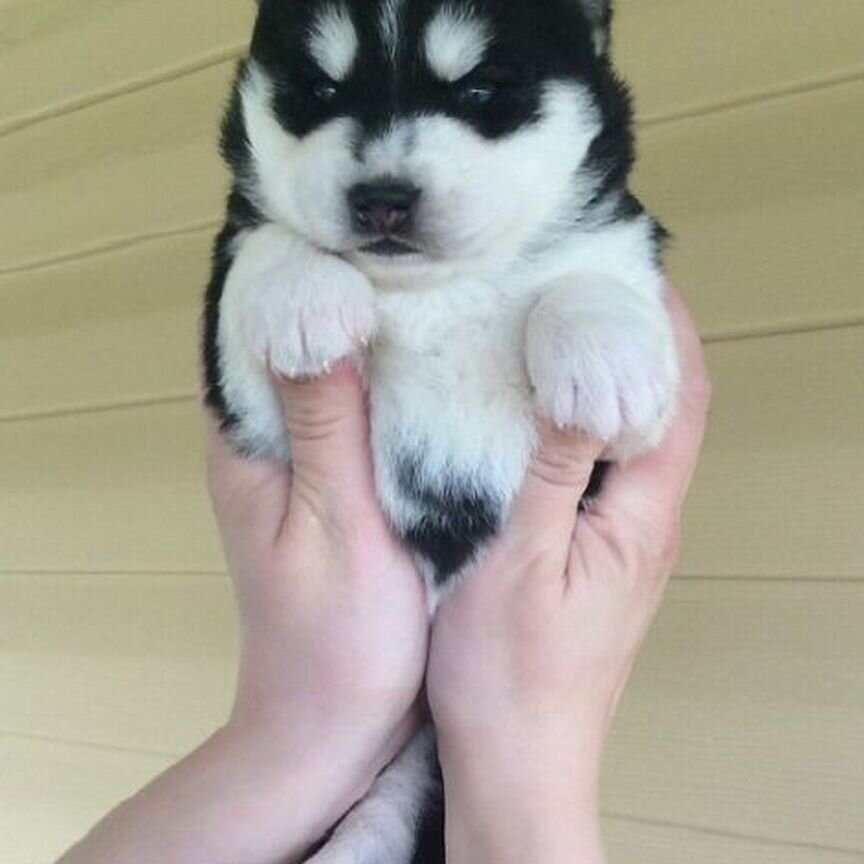 Ласковые малыши сибирские хасятки