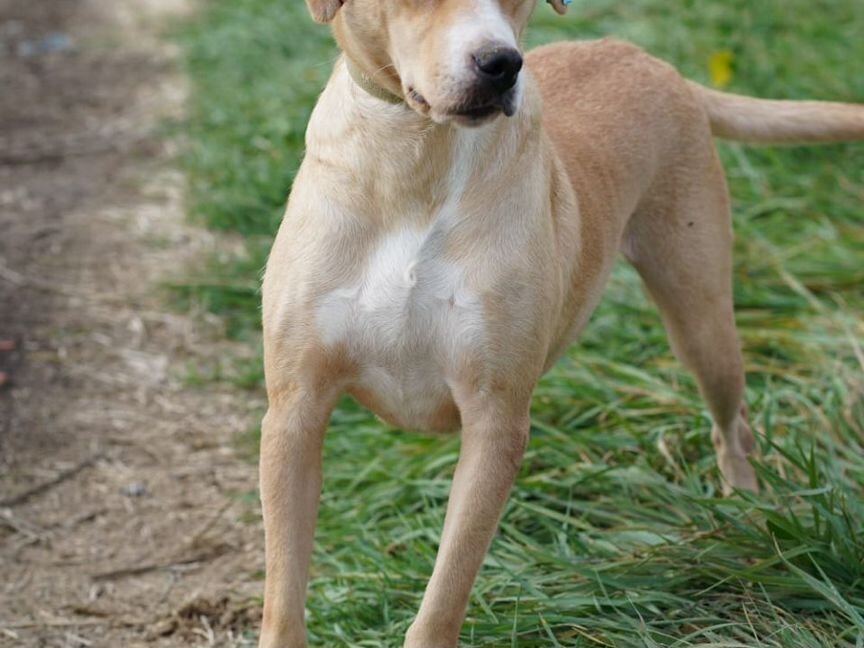 Собака в добрые руки отдам бесплатно